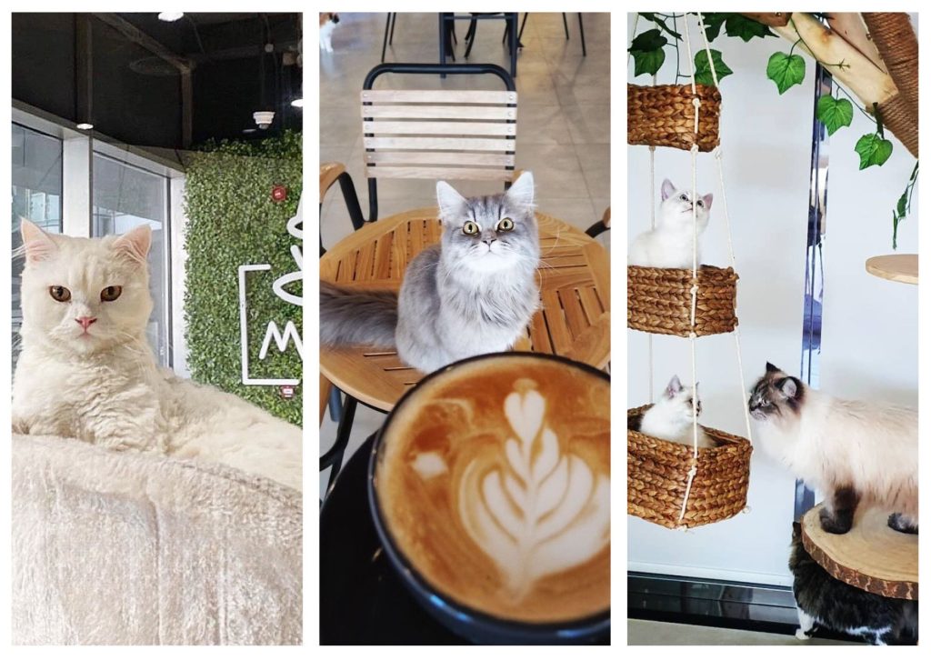 The 6 Coziest Cat Cafes In UAE