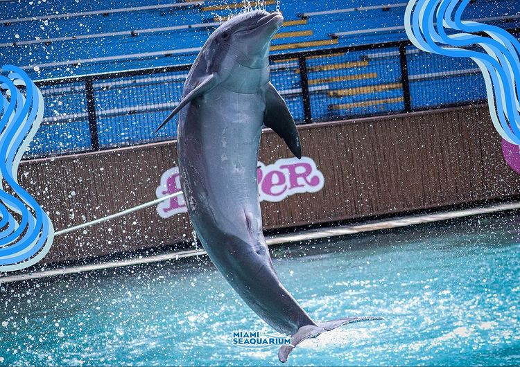 Miami Seaquarium - Families Meet The Ocean Life
