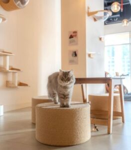 Coffee Sips And Feline Purrs: The Best Cat Cafes In Dubai