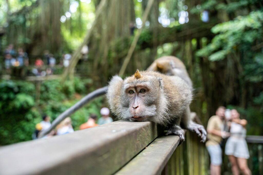 Bali In August: What No One Tells You About Peak Tourist Season
